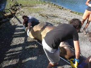 Pearson’s Commitment to Marine Science Supporting the Rebirth of an ...